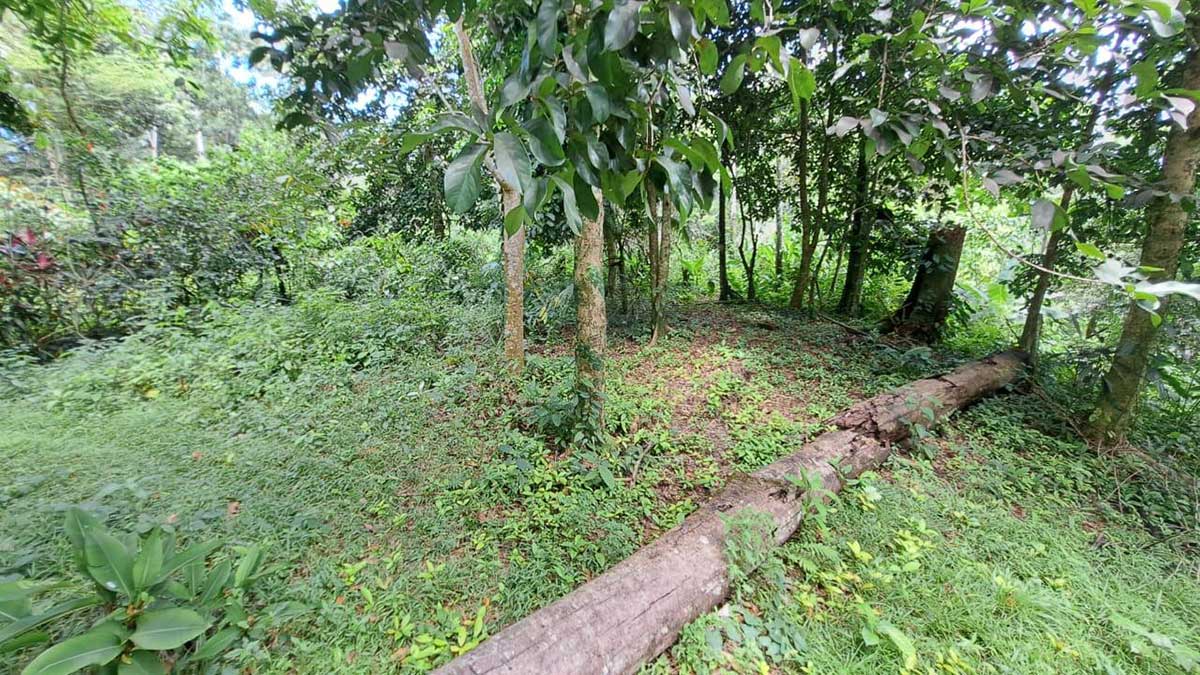 Jungle Lot in Punta Uva, ID CODE: #4056